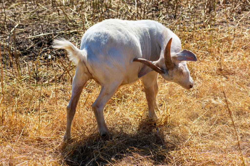 Goat Fleas, Ticks, and Chiggers! - Goat Journal